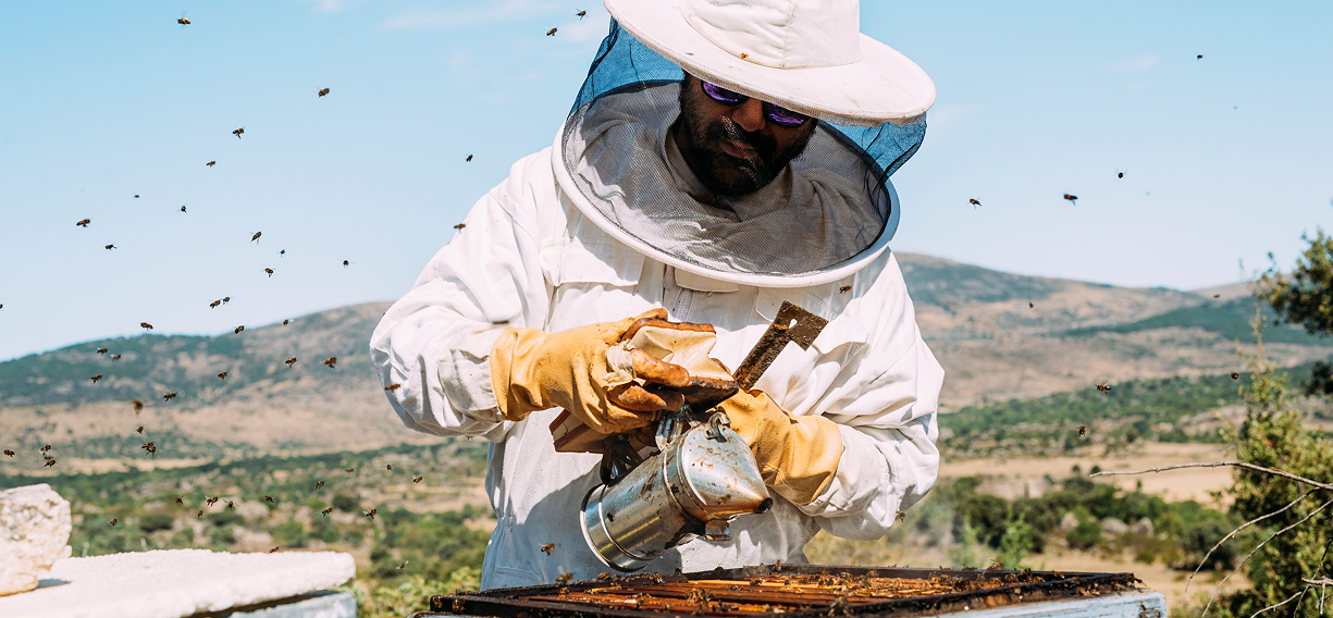 The Fascinating World of Beekeeping: A Beginner's Journey – Maybee Hives