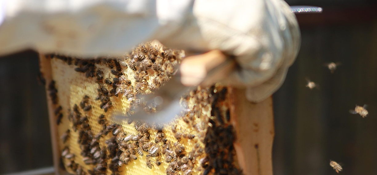 Summer beekeeping precautions. – Maybee Hives