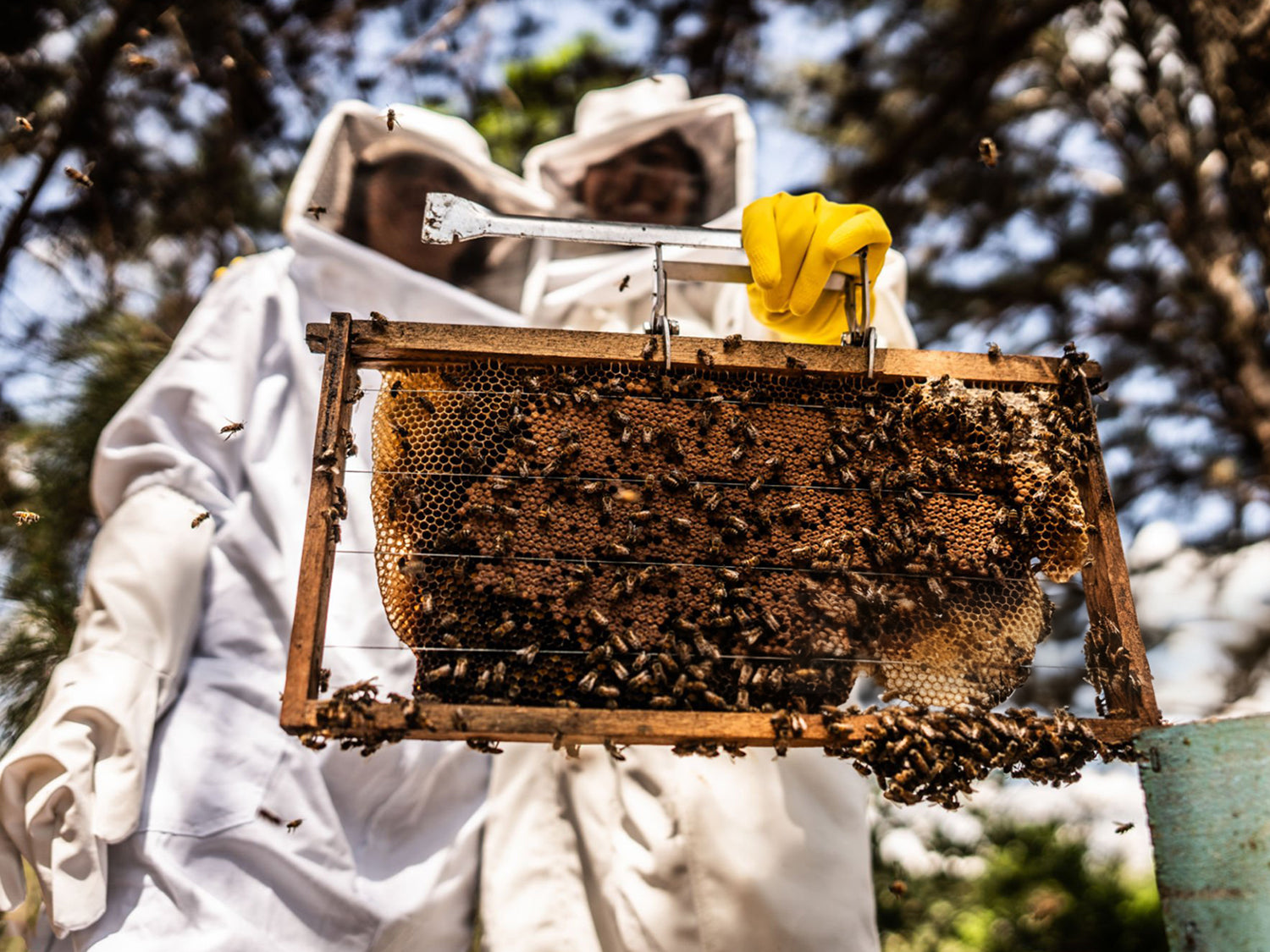 Why Aren’t My Bees Building Comb? 5 Common Reasons and How to Fix Them ...