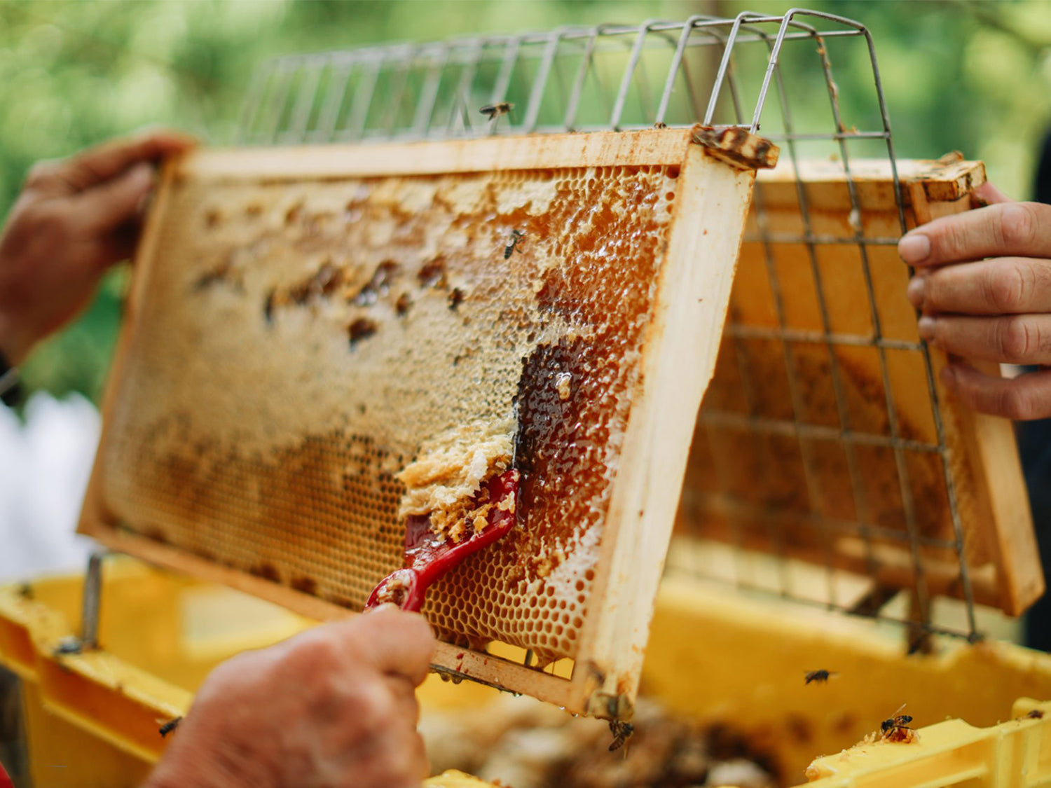 🐝 How to Promote Bee Colony Reproduction: Practical Beekeeping Tips fo ...