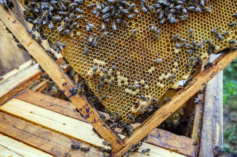 How to Use a Mite Trap in a Solid Bottom Hive: A Practical Guide for B ...