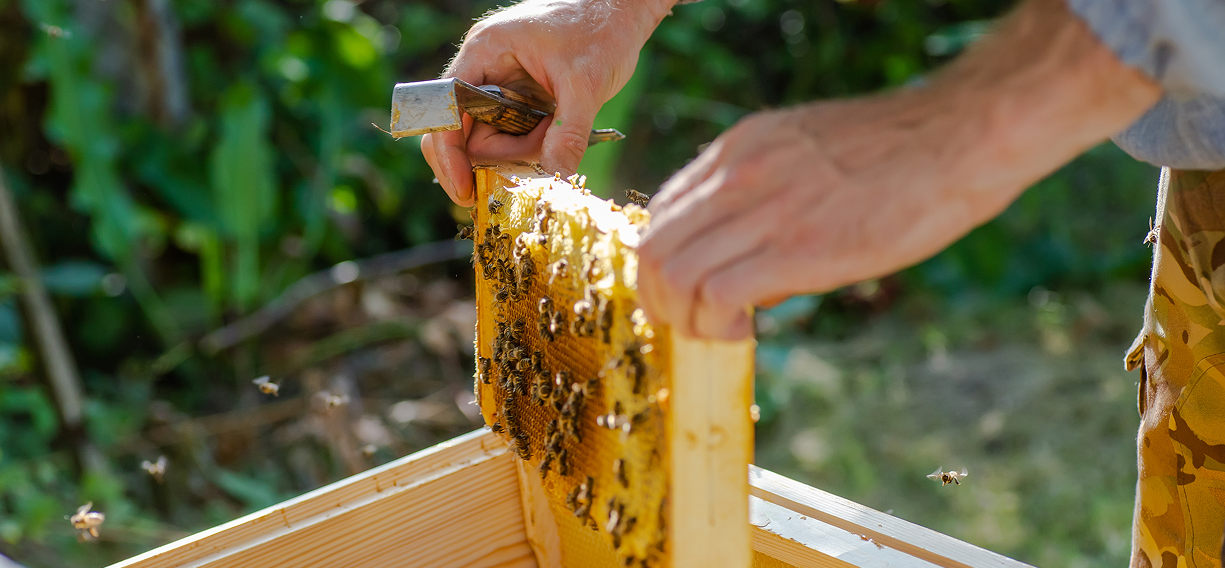 How Beginners Can Learn Beekeeping – Maybee Hives
