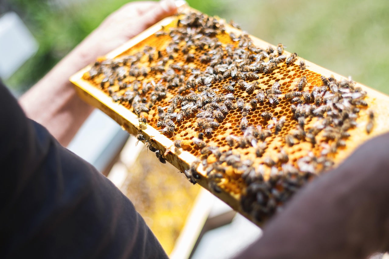 🐝 Italian Bee Winter Insulation Guide: When to Start and How to Do It ...