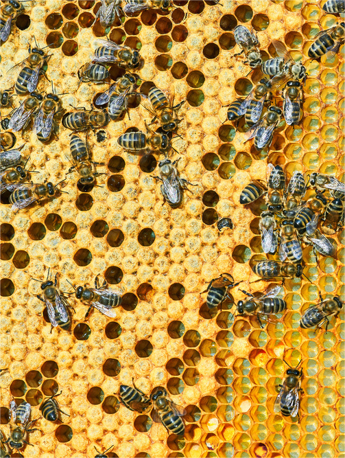 MayBee Beehives – Maybee Hives