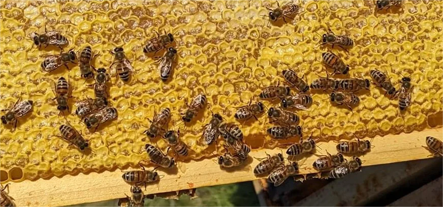 Beekeeping Supplies Medium Super Beehive Frames With Wax Foundations,10 ...