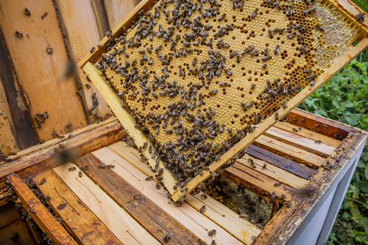 MayBee Hives 10 Frame 4 Layer Wax Coated Langstroth Beehive (NO LOGO ...